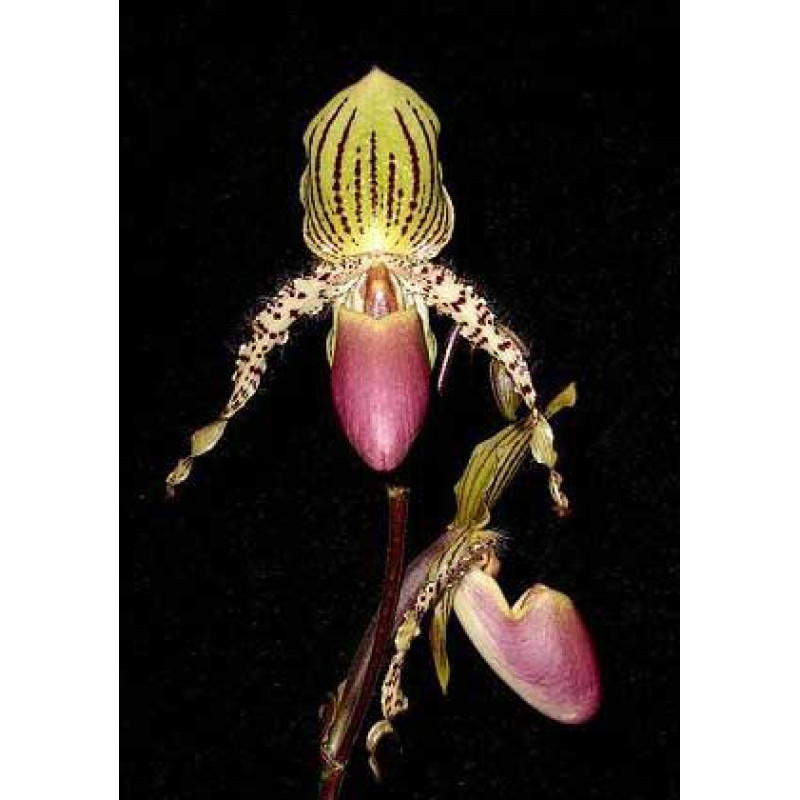 Орхидея Paph. Glaucophyllum - купить, доставка Украина